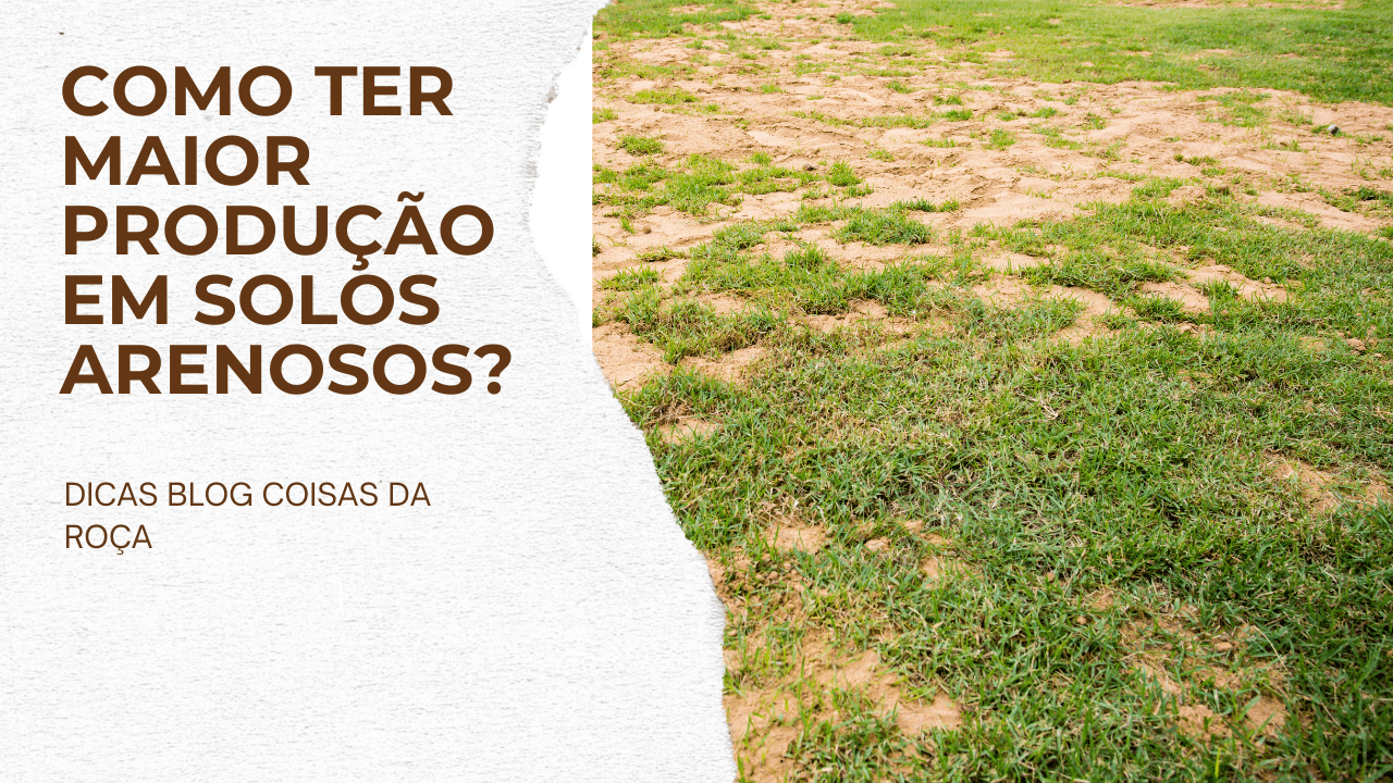 Como ter maior produção em solos arenosos? % - Caisas da Roça Blog